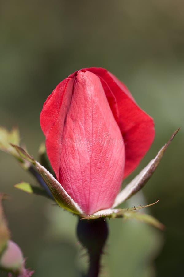 Rose bud unopened stock photo. Image of flower, bloom - 1447874