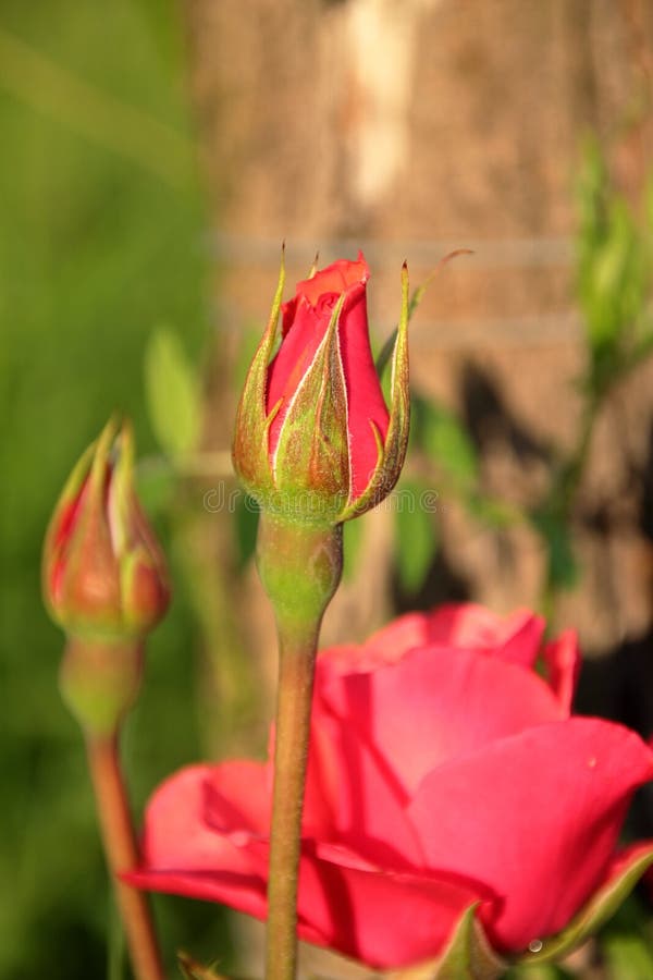 Rose Bud in the Wild Field between Vineyards Stock Photo - Image of ...