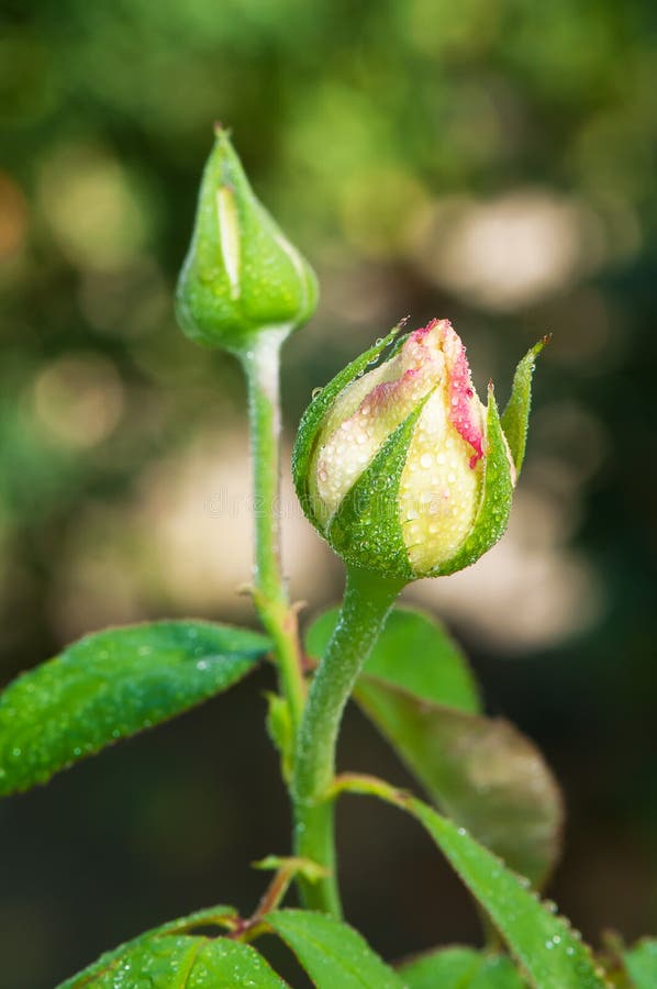 Rose buds stock photo. Image of bright, flower, layers - 29622320