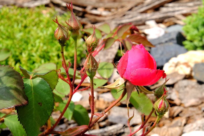 Rose Buds and Bloomed Rose with Ants on it Stock Image - Image of event ...