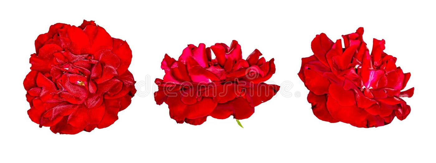 134 Rose Different Angles Stock Photos - Free & Royalty-Free Stock ...