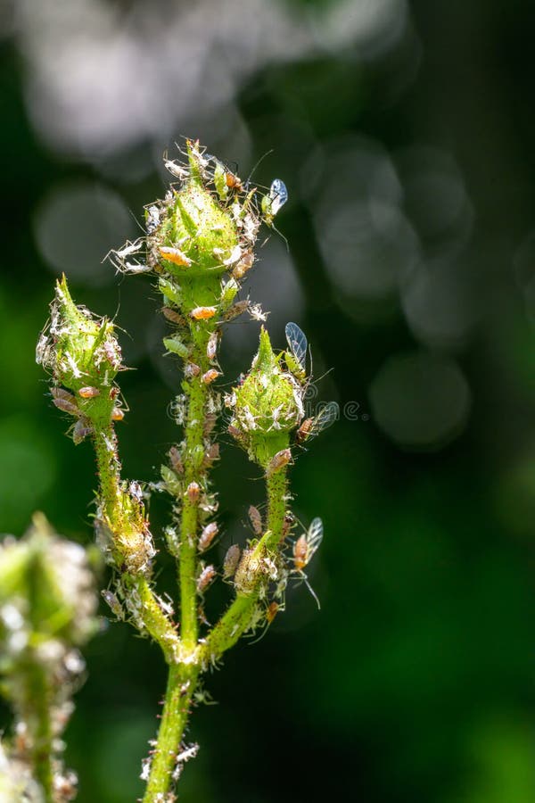 Rose buds full of lice stock photo. Image of rose, lousy - 294348744