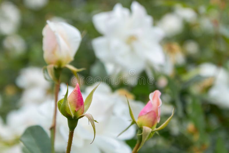 Rose buds in the garden stock image. Image of leaf, nature - 239080191