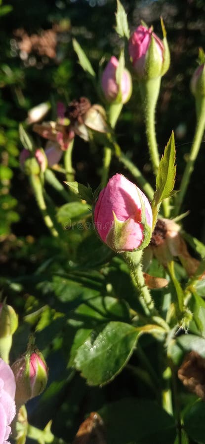 Budding rose flowers stock photo. Image of colorful - 259081008
