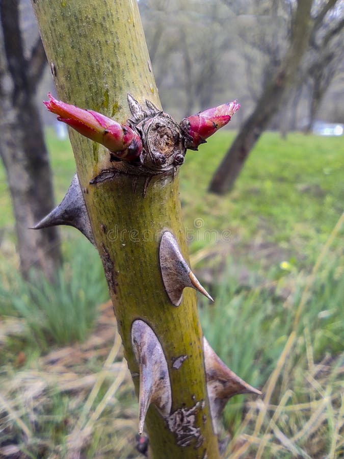 Rose Buds Growing from Plant Stem , Macro Image Stock Photo - Image of ...