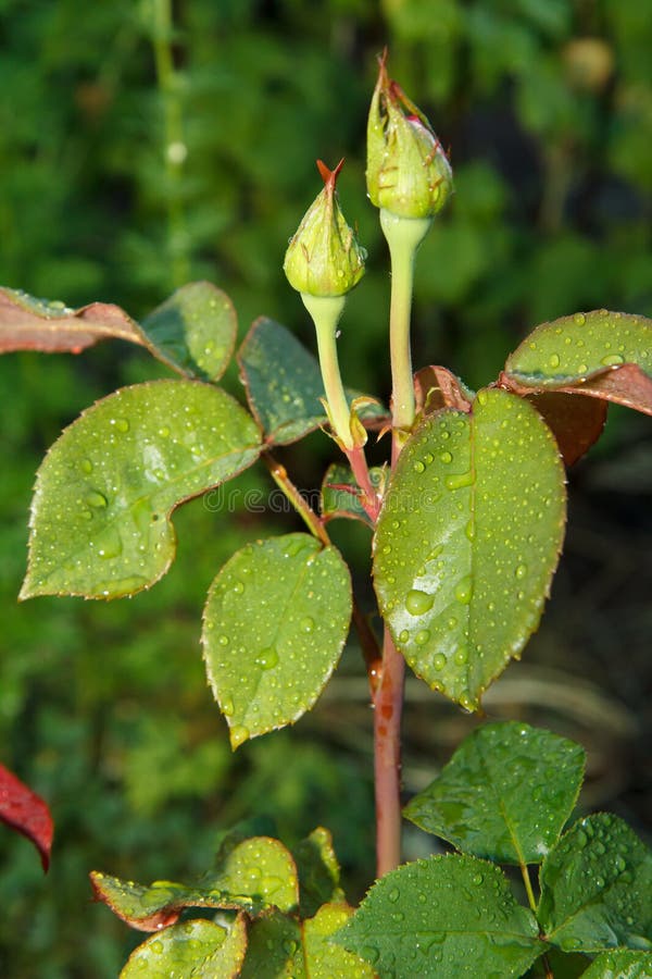 Rose Buds on a Long Stem with Leaves on Blurred Background Stock Image ...