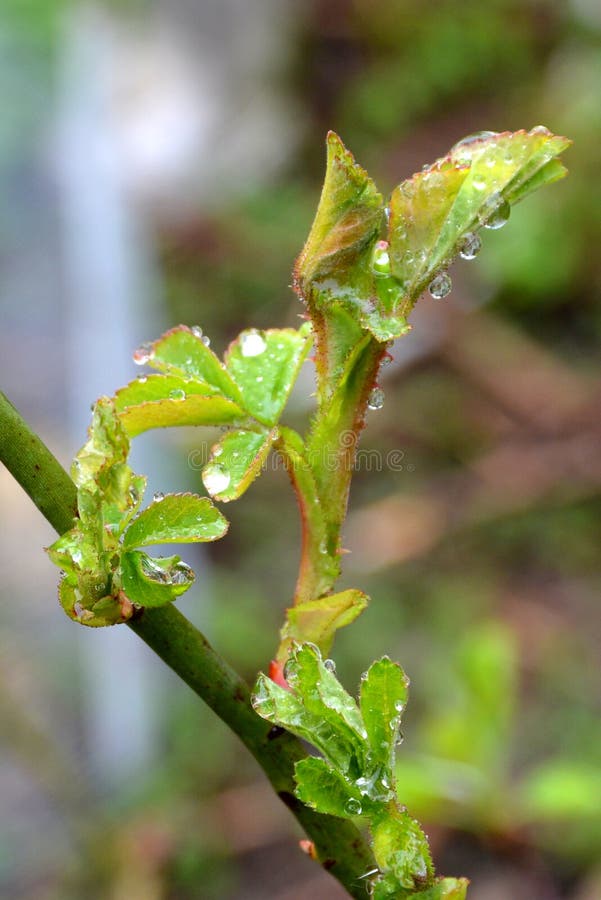 Rose. Buds in the Spring. Nice Bud in the Garden. Stock Image - Image ...