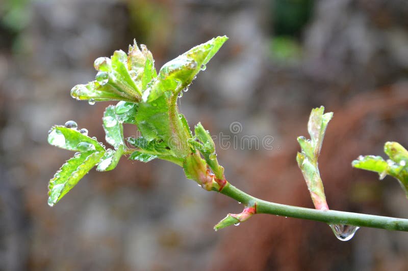 Rose. Buds in the Spring. Nice Bud in the Garden. Stock Image - Image ...