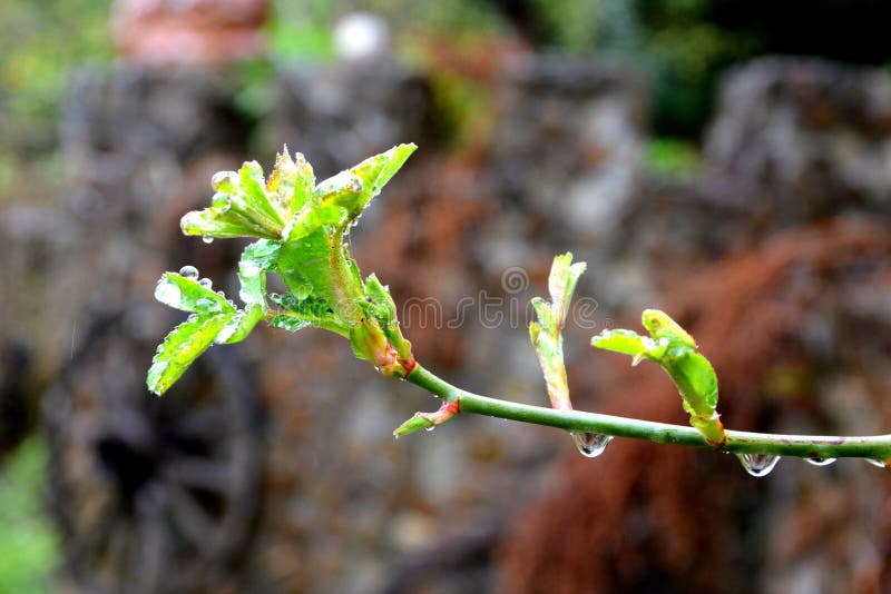 Rose. Buds in the Spring. Nice Bud in the Garden. Stock Photo - Image ...