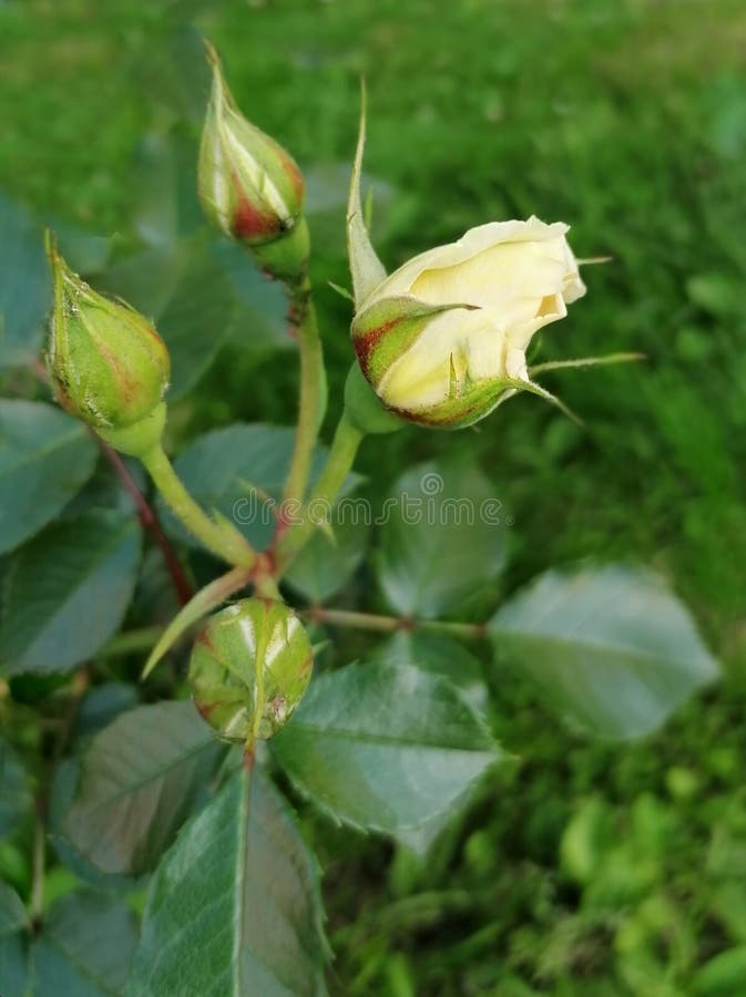 Rose buds on a stem stock image. Image of aromatic, closeup - 187365251