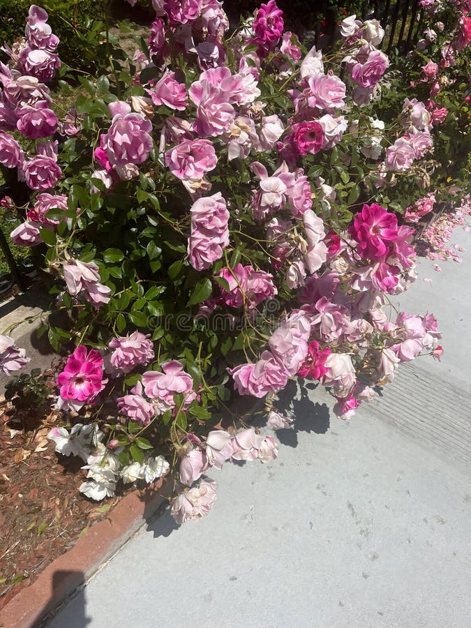 Rose buds about to bloom stock image. Image of plant - 317712327