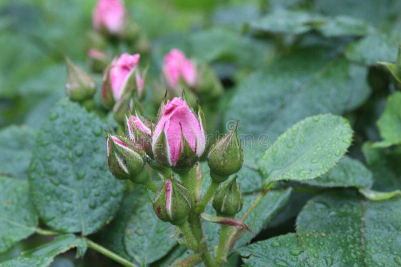 Rose Buds View from the Side. Horticulture. Crop. Growing Roses Stock ...
