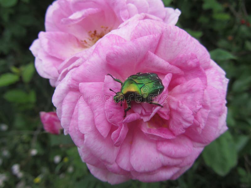 Rose with bug stock image. Image of rose, green, ground - 43235309