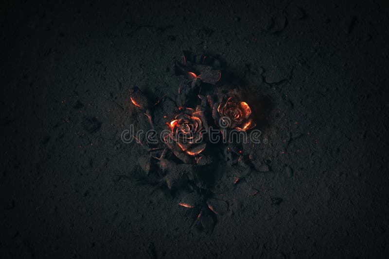 Rose buried in ashes stock image. Image of light, shine - 80450719