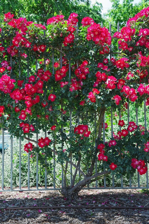 Rose bush stock photo. Image of beautiful, flora, gardening - 22341662
