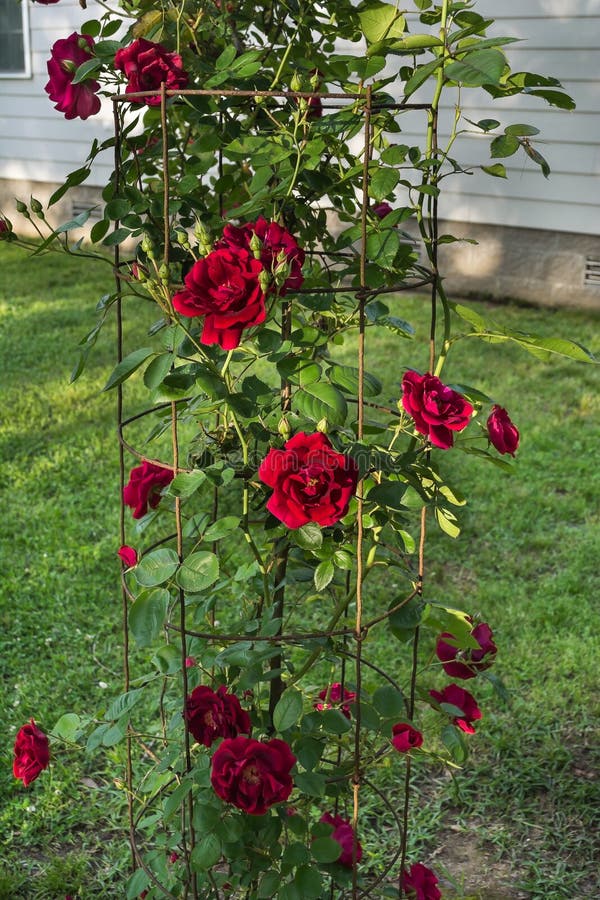 Rose Bush. stock image. Image of flower, close, leaves - 68276395