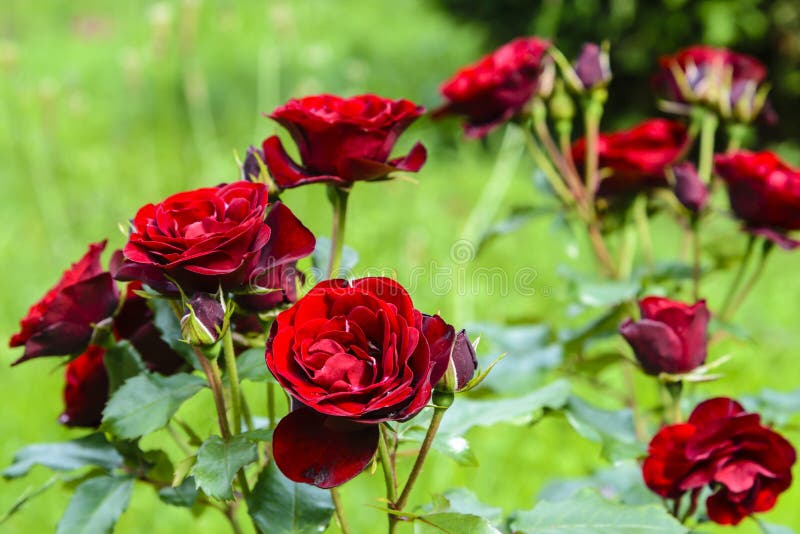 Rose Bush Blooms in Red on Flower Bed Stock Photo - Image of rosaceae ...