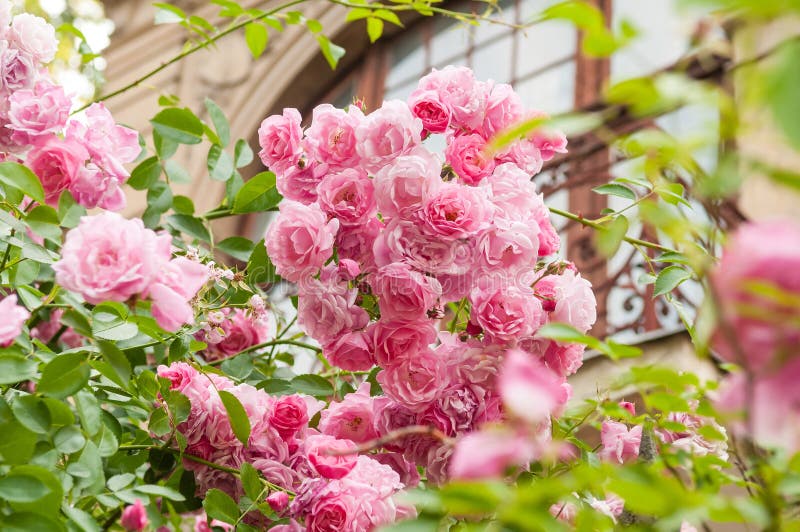 Rose bush stock image. Image of bush, blossom, pink, ornamental - 55765155