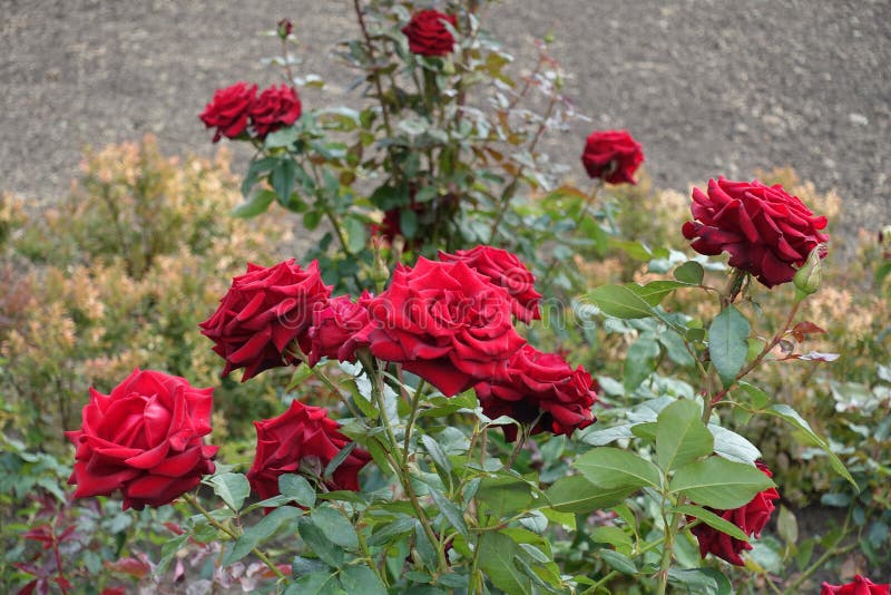 Rose Bush with Dark Red Flowers Stock Image - Image of garden, cerise ...