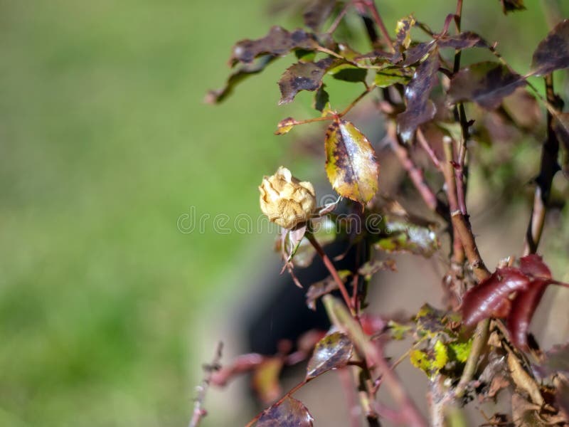 Rose Bush with Falling Leaves in the Garden Stock Image - Image of ...
