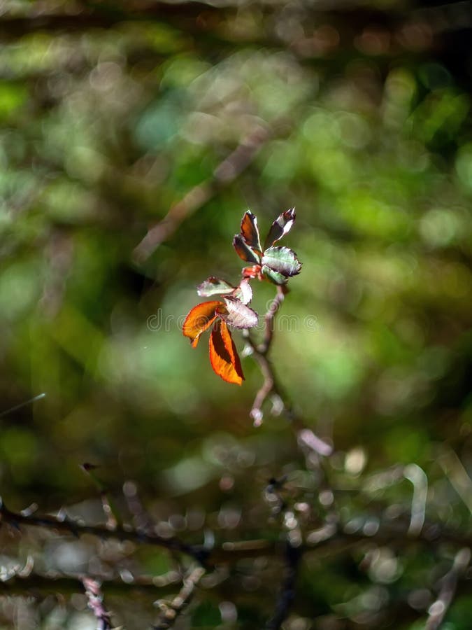 Rose Bush with Falling Leaves in the Garden Stock Image - Image of ...