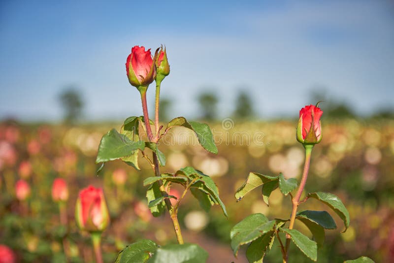 Rose Bush on the Field Under the Open Sky Stock Image - Image of plant ...