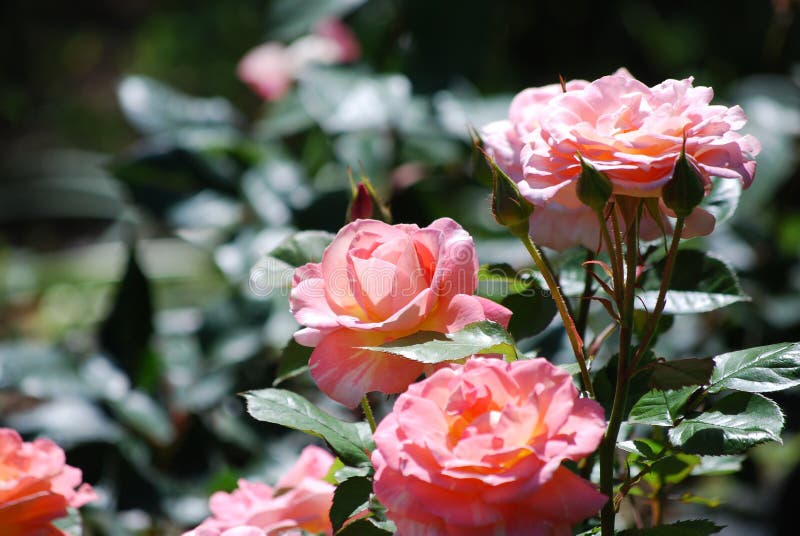 Rose Bush with Flowering Pink Roses Stock Photo - Image of flowers ...