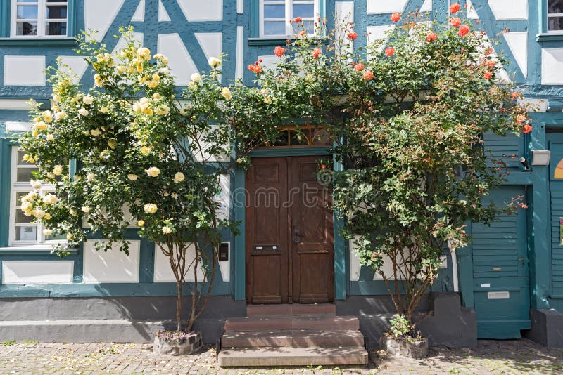 Rose Bush in Front of Half-timbered House Stock Photo - Image of ...