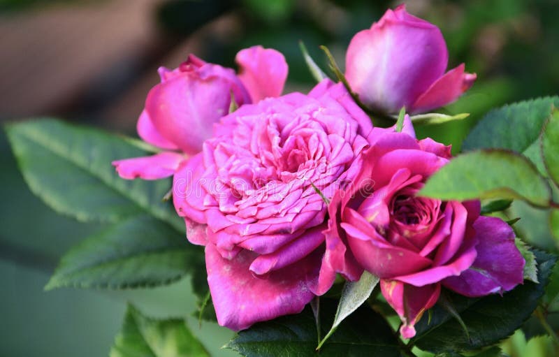 Rose Bush Full of Pink Roses in the Backyard Stock Photo - Image of ...