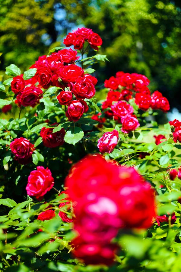 A rose bush in the garden stock image. Image of leaf - 73794081