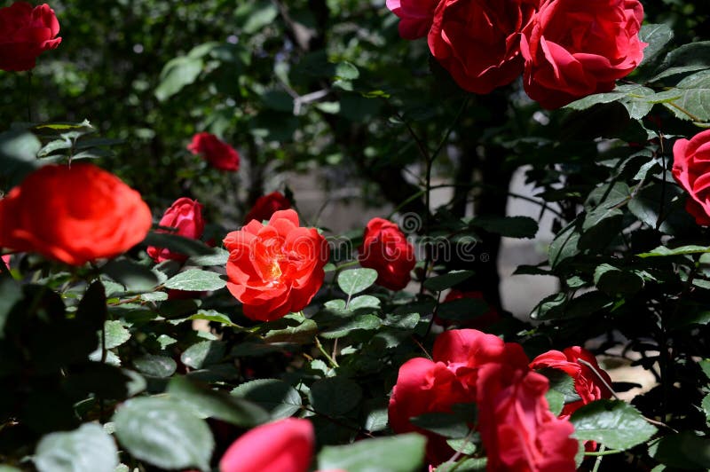 Rose Bush in the Garden. Red Rose Under the Sunlight Stock Image ...
