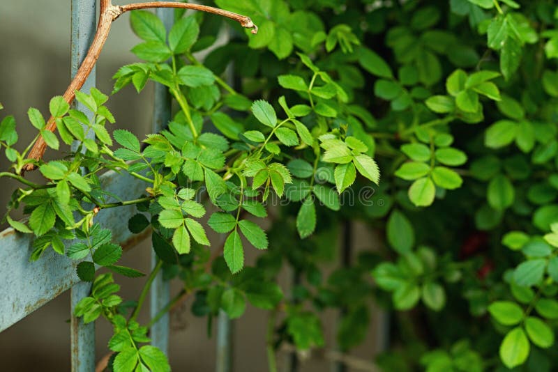 Rose bush stock image. Image of season, gate, spring - 70158125
