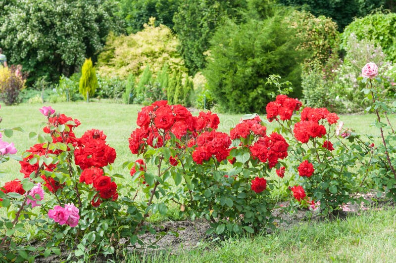 Rose bush stock photo. Image of blossom, vegetation, beautiful - 55764548