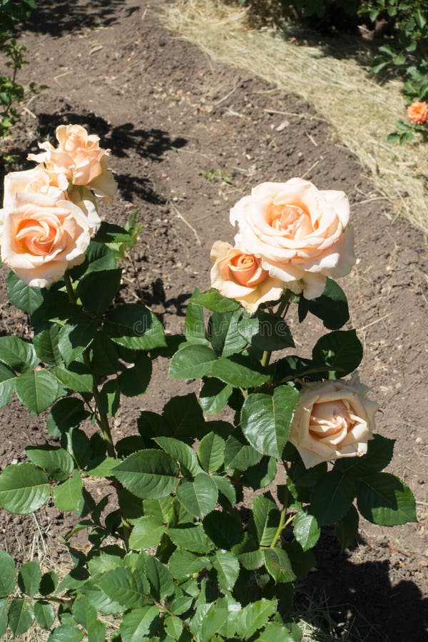 Rose Bush with Cream Pink Flowers Stock Image - Image of beige, botany ...