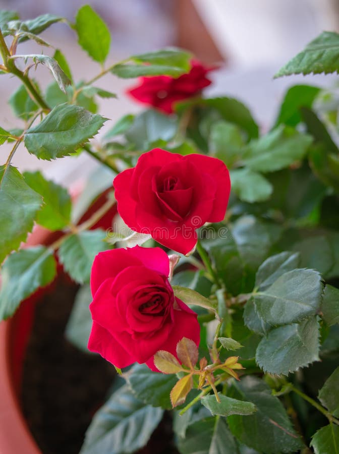 Rose Bush in the Park Garden Stock Photo - Image of nature, love: 196959886