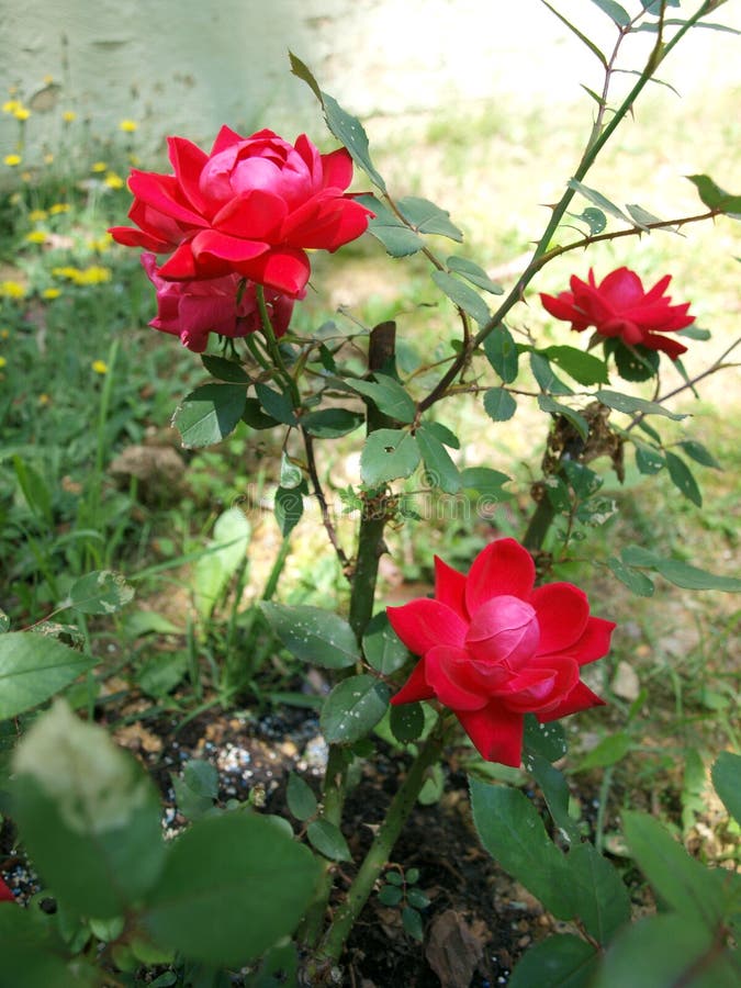 Rose bush stock photo. Image of thorn, rose, plant, flora - 40922908