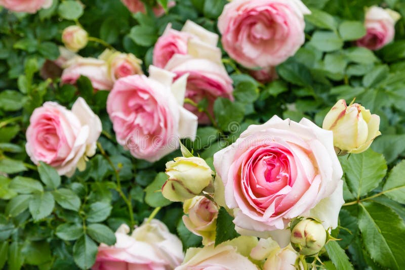 Rose Bush with Pink and White Tea Roses in Bloom Stock Photo - Image of ...