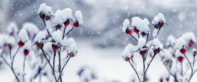 A Rose Bush with Red Berries after a Heavy Snowfall in Winter Stock ...