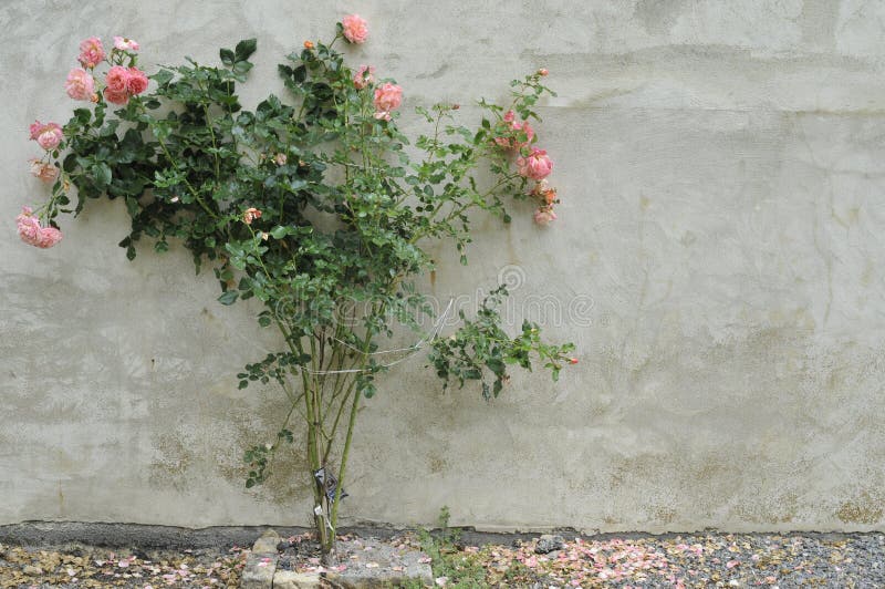 Rose bush stock image. Image of bloom, blooming, blossom - 30843145