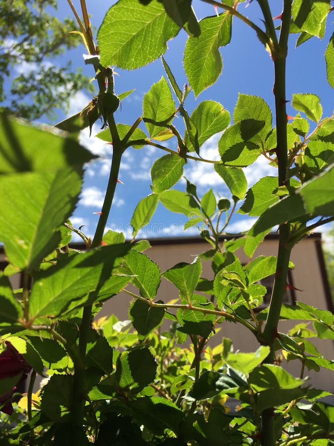 An Upward View through the Leaves. Stock Photo - Image of bush, vines ...