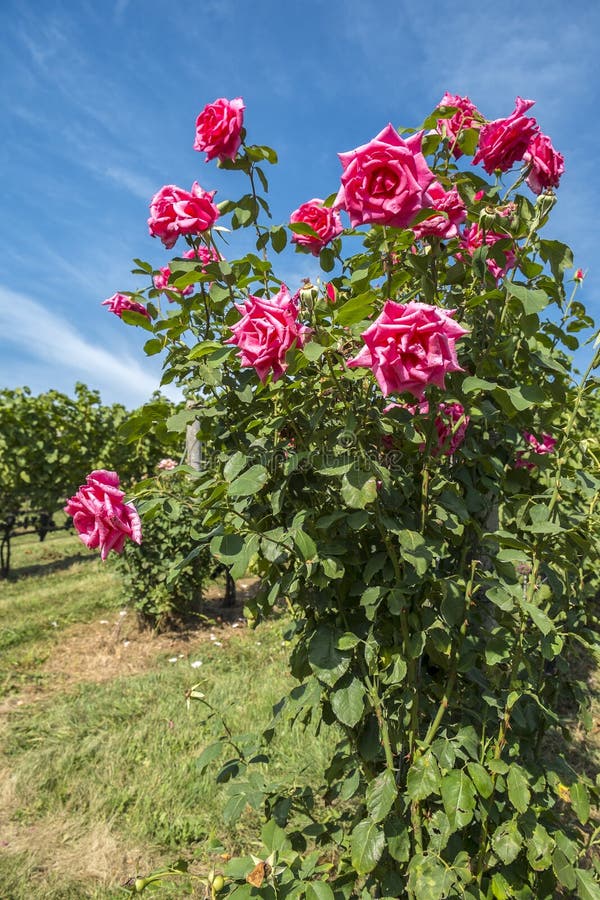 Rose Bush in a Vineyard #5 stock photo. Image of blue - 33514714