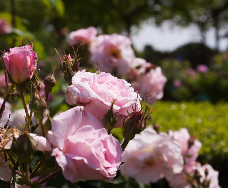 Rose bushes stock photo. Image of rose, nature, bloom - 57677366