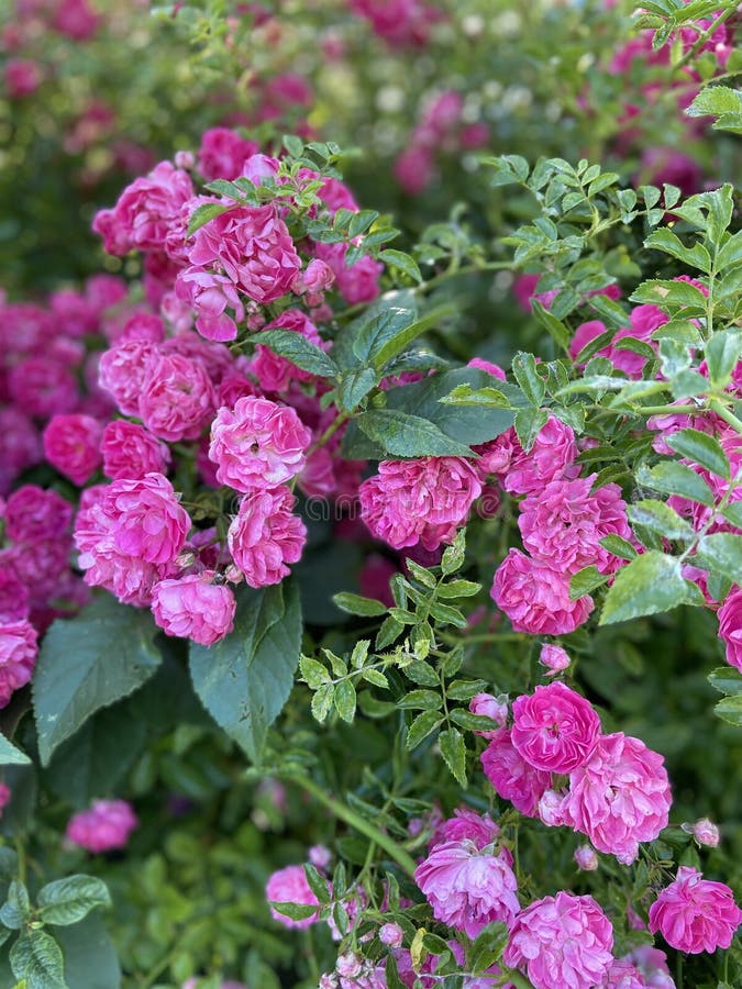Rose Bushes Forming a Hedge Stock Image - Image of hedge, rose: 257983745