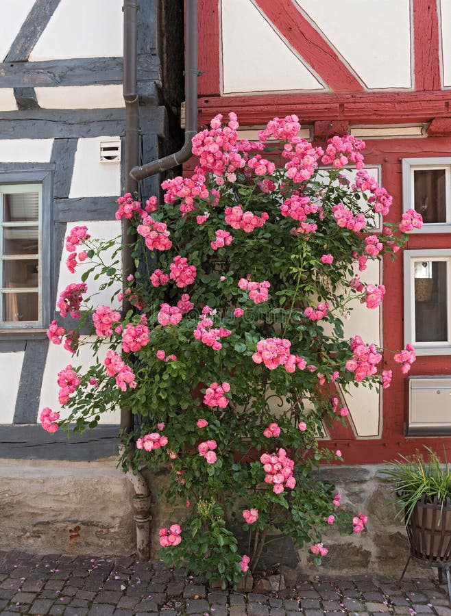 Rose Bushes in Front of Half-timbered House Stock Photo - Image of ...