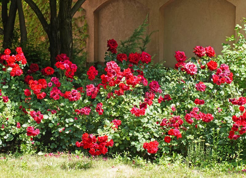 Rose bushes in the garden stock photo. Image of garden - 98490558