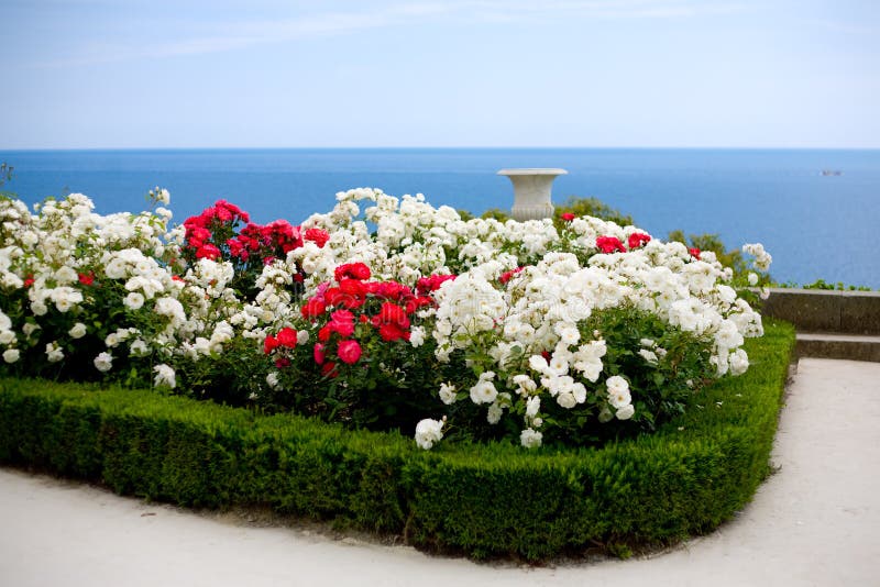 Rose bushes over sea view stock image. Image of color - 5404933
