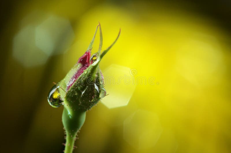 Rose Butt stock afbeelding. Image of tijd, klein, nacht - 112005003