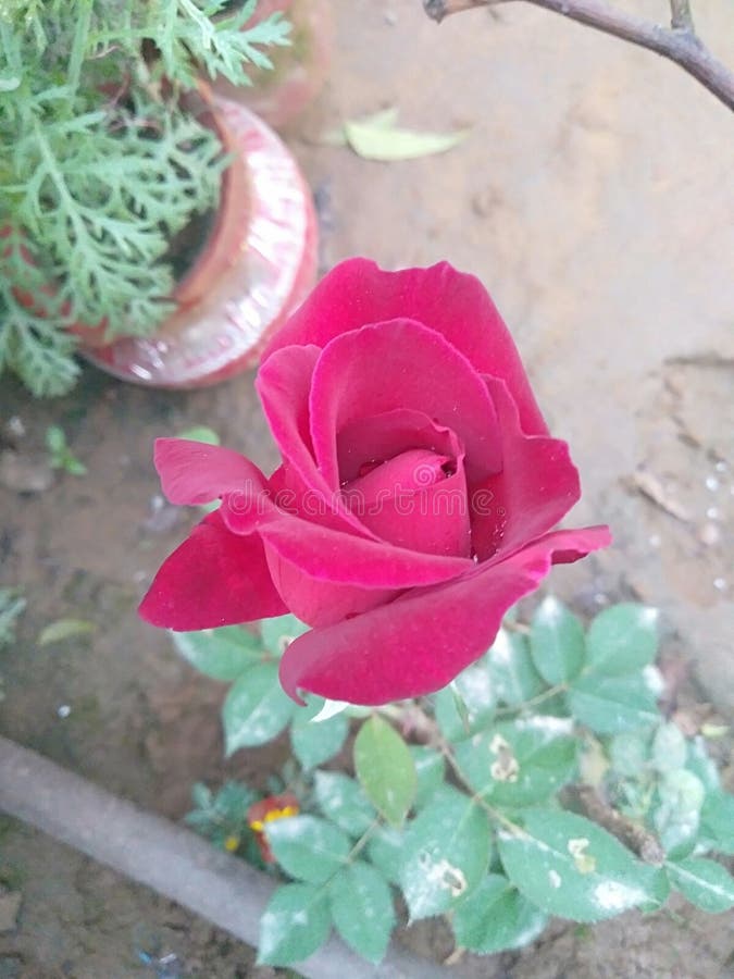 Buttyful Cllour Good Pick Stock Photos - Free & Royalty-Free Stock ...