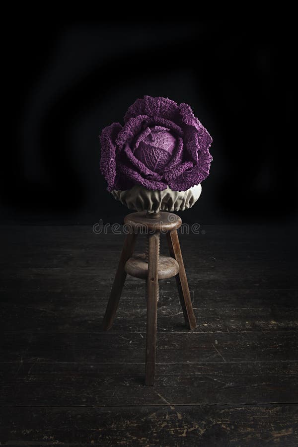Rose cabbage stock photo. Image of life, still, rose - 79939242