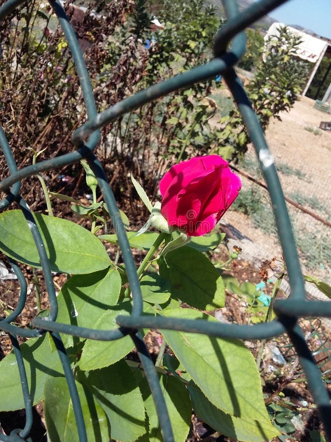 Rose in cage stock image. Image of rose, outdoors, nature - 75703981
